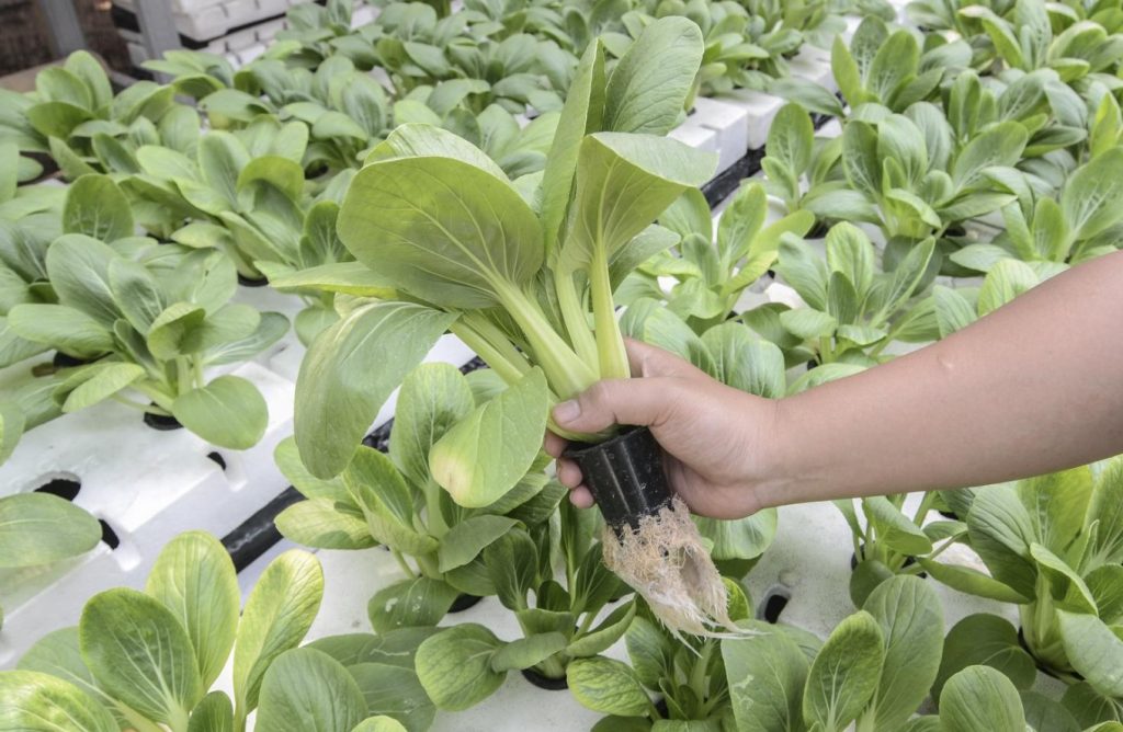 Cara Menanam Pakcoy Bagaimana? Ternyata Ini 7 Langkah mudahnya!